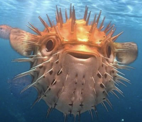 Your Mermaid/man Life~ - Quiz | Quotev