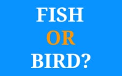 Fish or Bird? - Test | Quotev