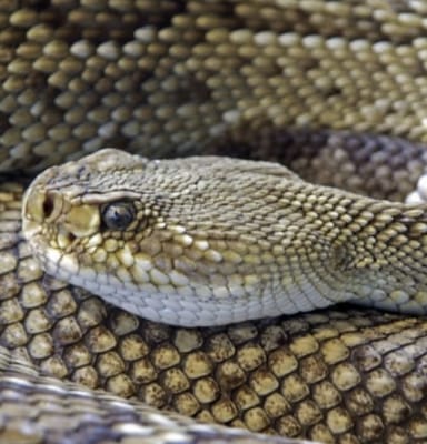 Which Taylor Swift Era Are You? - Quiz | Quotev