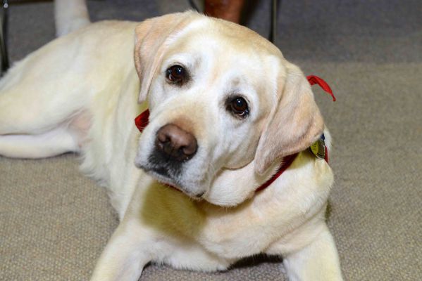 How well do you know Dog Breeds? - Test