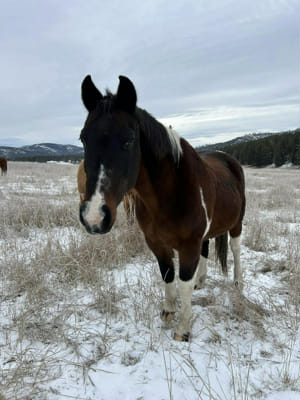 Guess The Horse Names - Survey | Quotev