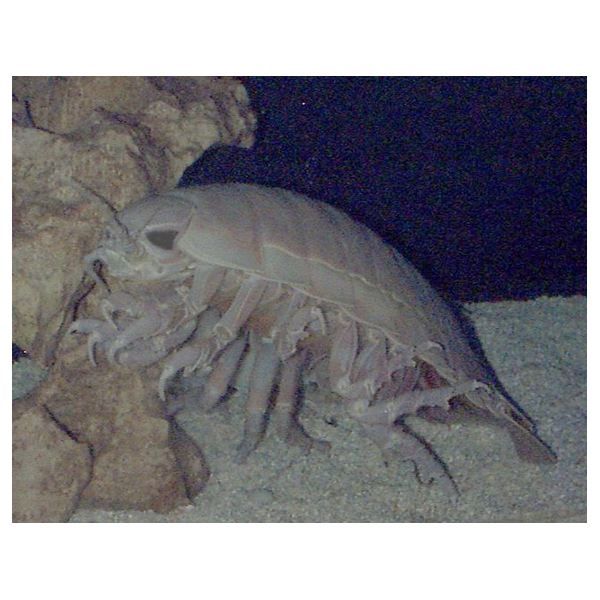 Are you an isopod? - Quiz | Quotev