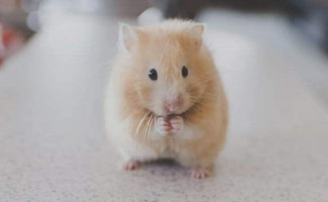 How well do you know hamsters? - Test | Quotev