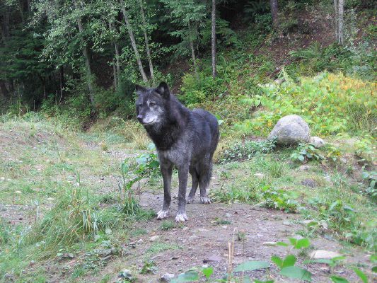 Wolf pack story- You choose! RP Quiz - Quiz | Quotev