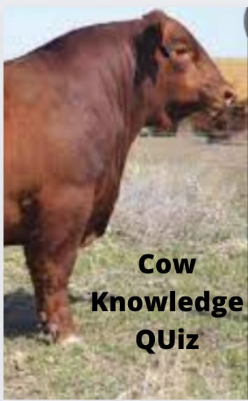 Cow knowledge test - Test | Quotev