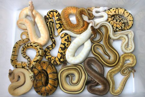 What Breed of Snake Should You Get? - Quiz | Quotev