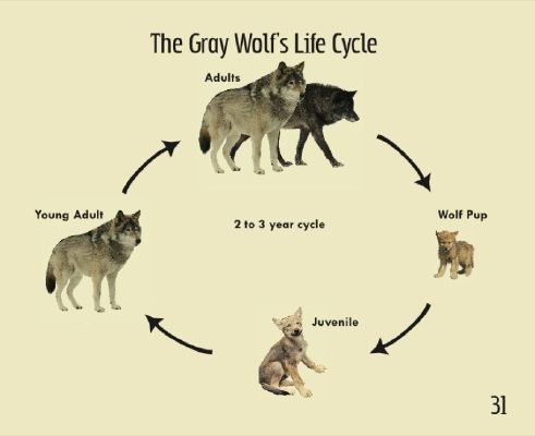 Coyote Life Cycle