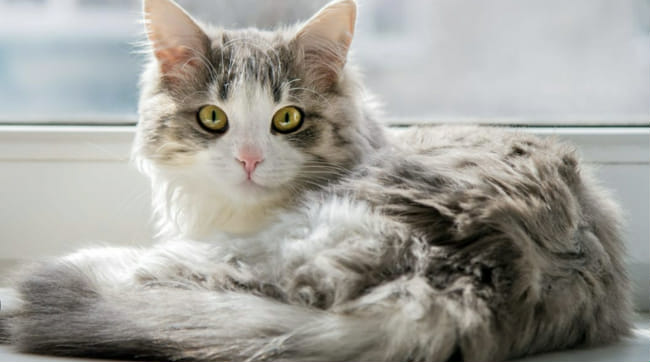 What cat would you be? Rank, life yada yada yada, (SHE-CAT ONLY) - Quiz ...