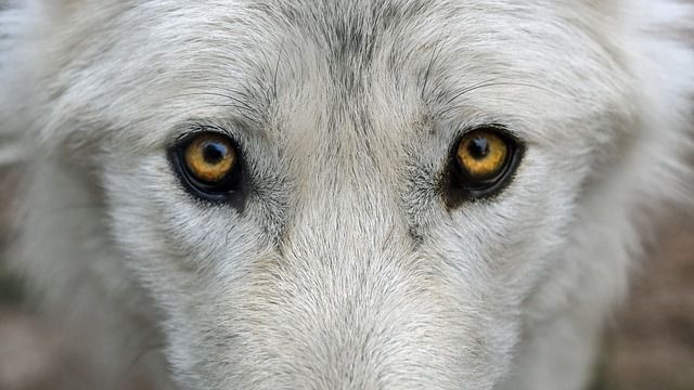 Wolf Quizzes Part 2} What is Your Wolf Fur Color? - Quiz | Quotev