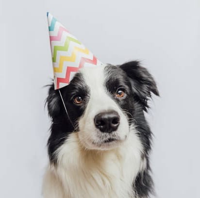 BRING OUR QUOTEV BACK | PartyPuppy says Inactive Sorry | Quotev