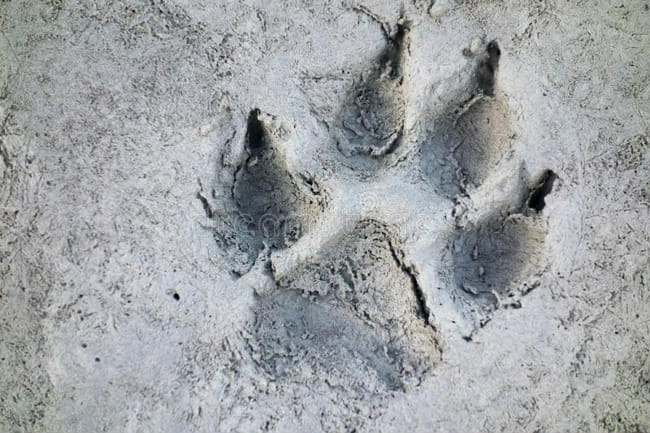 How well do you know Wolf? - Test | Quotev