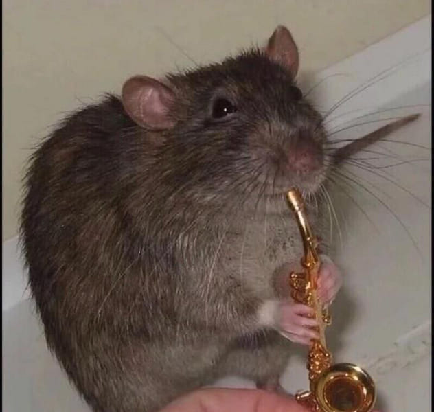 Rats or Frogs? - Quiz