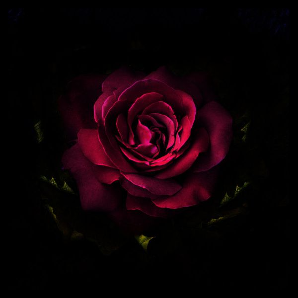 Crimson Rose