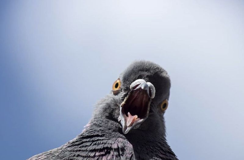 demonic pigeon