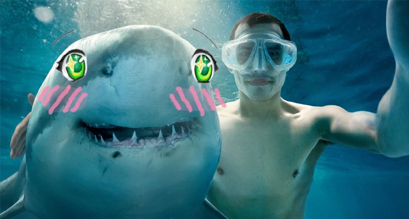 BIG FAT CUTE AND CUDDLY SHARK LOVER