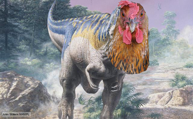 Chicken-O-Saurus-Rex