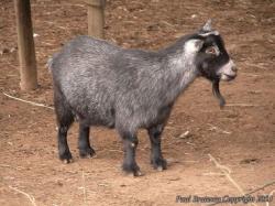 What color of pygmy goat are you? - Quiz