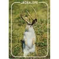 Can you survive a Jackalope attack? - Quiz