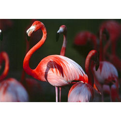 The Flamingo! quiz - Test