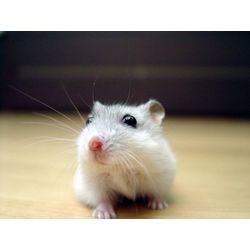 Can you take care of a Hamster? - Test