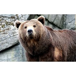 Kor-Bear Quizzes