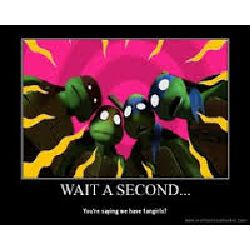 The Laughing Turtle - Quiz