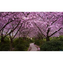 Kaede - meaning nature | What is your Japanese name? - Quiz