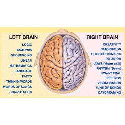 Are you Left Brained or Right Brained? - Quiz