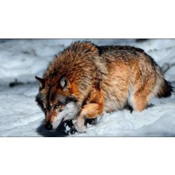 How well do you know Wolves? - Test