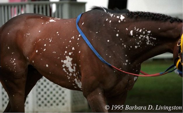 Horse Marking Test- Hard - Test