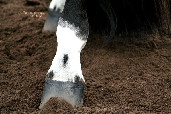 Horse Marking Test- Hard - Test