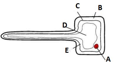 Cell Structure and Cell Organisation #1 - Test