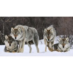 What rank of wolf are you? - Quiz