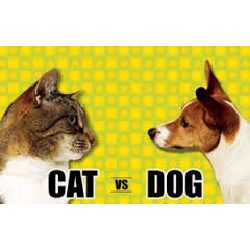 Are you a cat or a dog! - Quiz