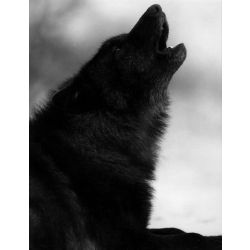 Which Wolf Pack Rank are you? (Alpha, Beta, and Omega - Quiz