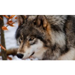 Wolf Pack Position. - Quiz