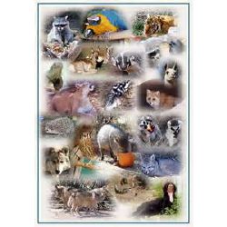 What animal are you? - Quiz