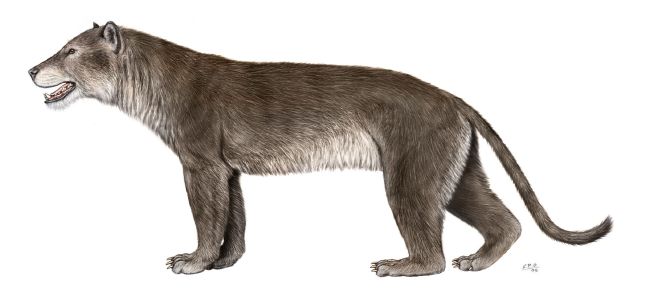 Feliform or Caniform? - Test