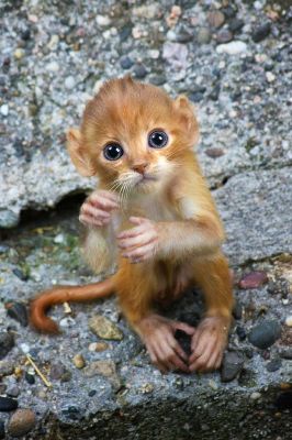 Guess the animal! (Kinda Hard) - Test