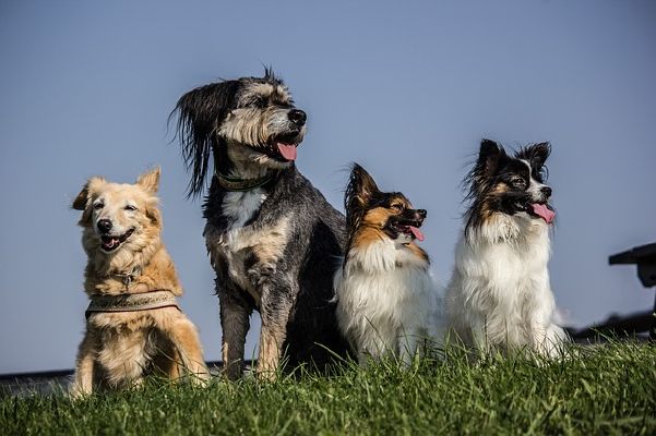 What is Your Rank in A Dog Pack? - Quiz