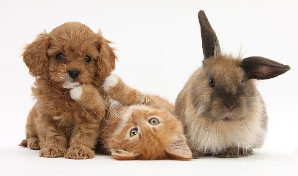 Are you a Dog, Cat, or a Bunny? - Quiz