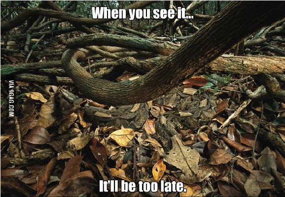 Can you spot the animal? - Test