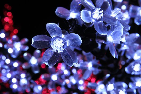 What is your Christmas Character? - Quiz