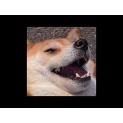 Shoob | What Doggo are you? - Quiz