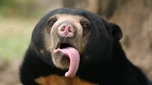 Guess The Animals! (Hard) - Test