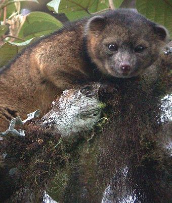 Guess The Animals! (Hard) - Test