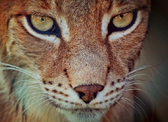 What is your ocean spirit animal? - Quiz