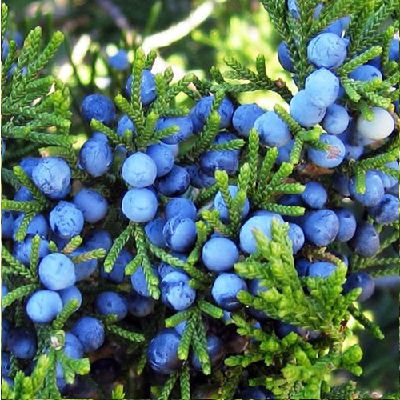 Juniper Berries | Warriors Cats - Types of Herbs