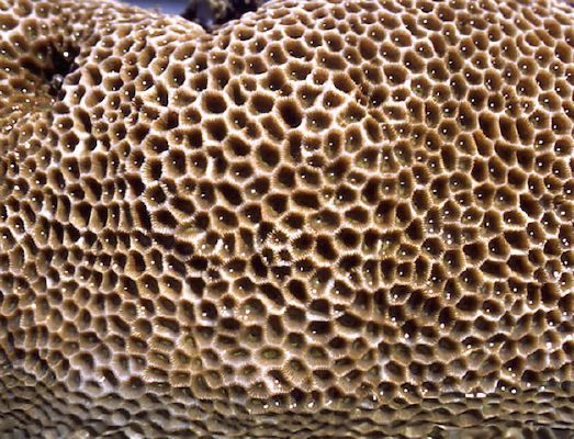 Do You Have Trypophobia? - Quiz