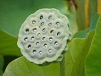 Do You Have Trypophobia? - Quiz